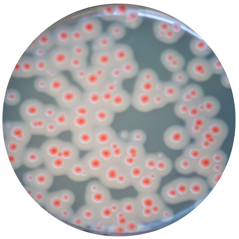 CHROMOGENIC BACILLUS CEREUS AGAR - Biolife Cromogeni