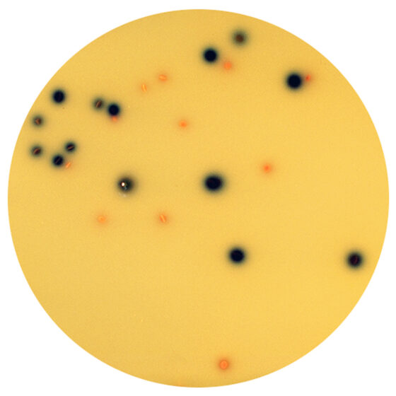 CHROMOGENIC COLIFORM AGAR - Biolife Cromogeni