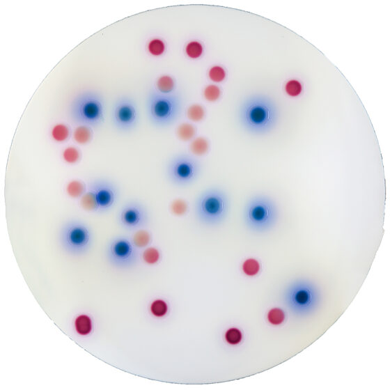 CHROMOGENIC COLIFORM AGAR ISO FORMULATION - Biolife Cromogeni