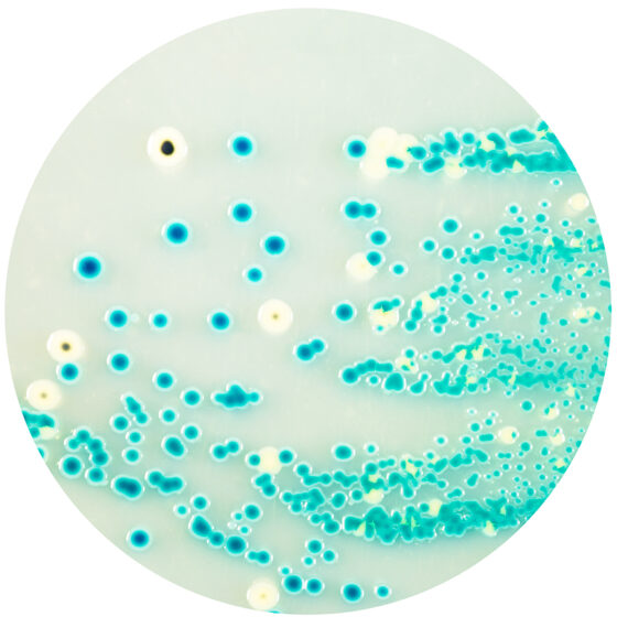 CHROMOGENIC CRONOBACTER ISOLATION AGAR - Biolife Cromogeni