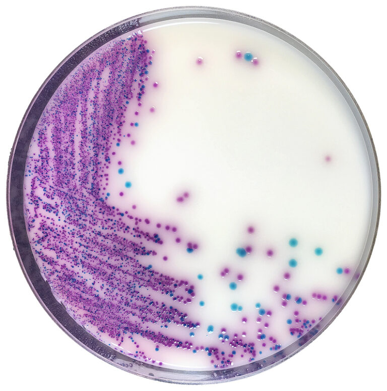 CHROMOGENIC SALMONELLA AGAR - Biolife Cromogeni