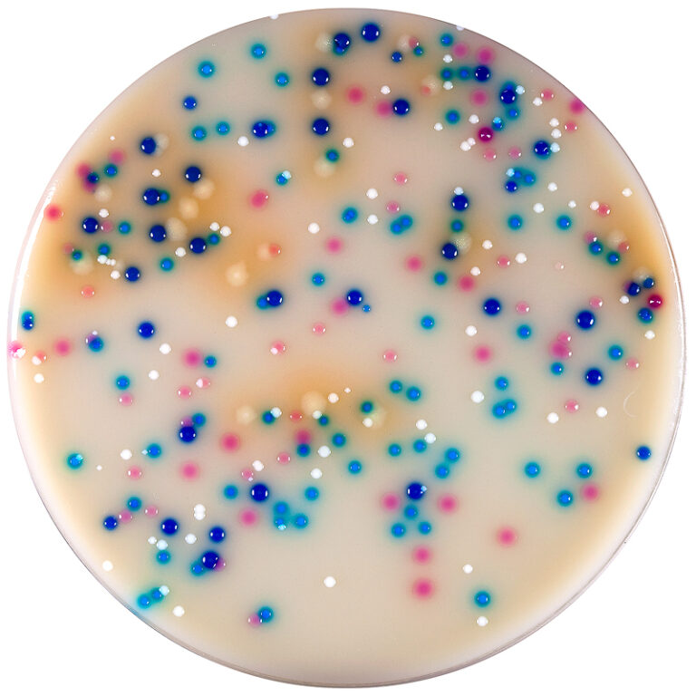 CHROMOGENIC URINE AGAR IV - Biolife Cromogeni