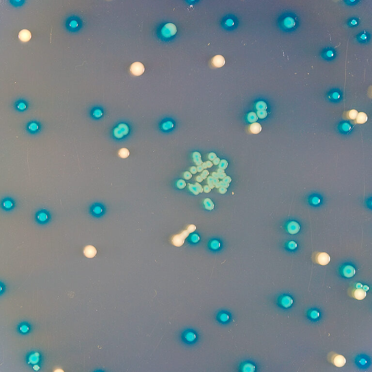EC X - GLUC AGAR (CHROMOGENIC E. COLI) - Biolife Cromogeni