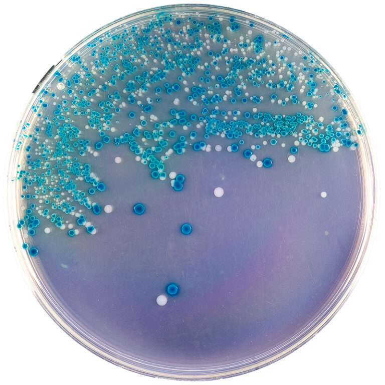 ENTEROBACTER SAKAZAKII ISOLATION AGAR (ESIA) - Biolife Cromogeni