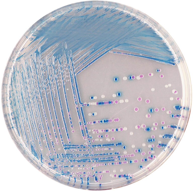 CHROMagar™ / COLOREX™ E.COLI 0157 - Biolife Cromogeni