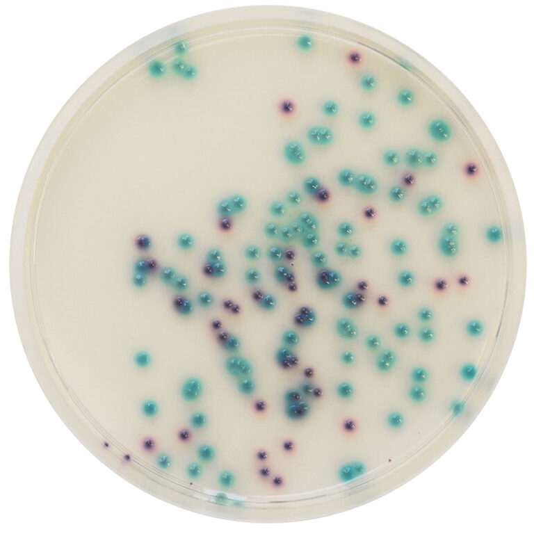 CHROMagar™ / COLOREX™ PSEUDOMONAS - Biolife Cromogeni