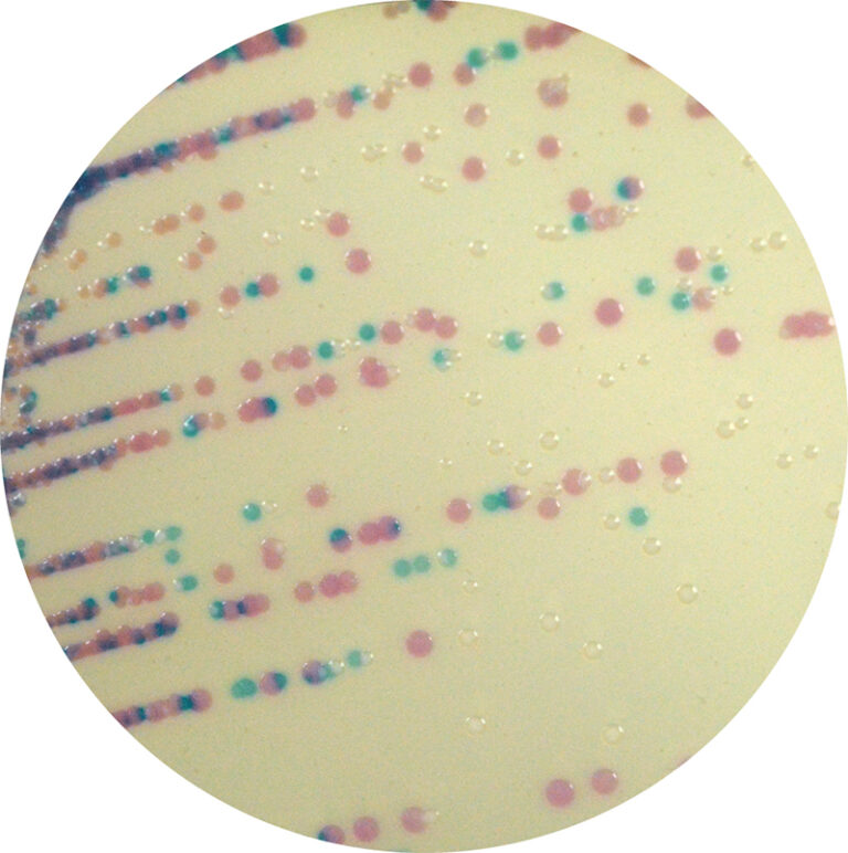 CHROMagar™ STAPHYLOCOCCUS SPP. - Biolife Cromogeni