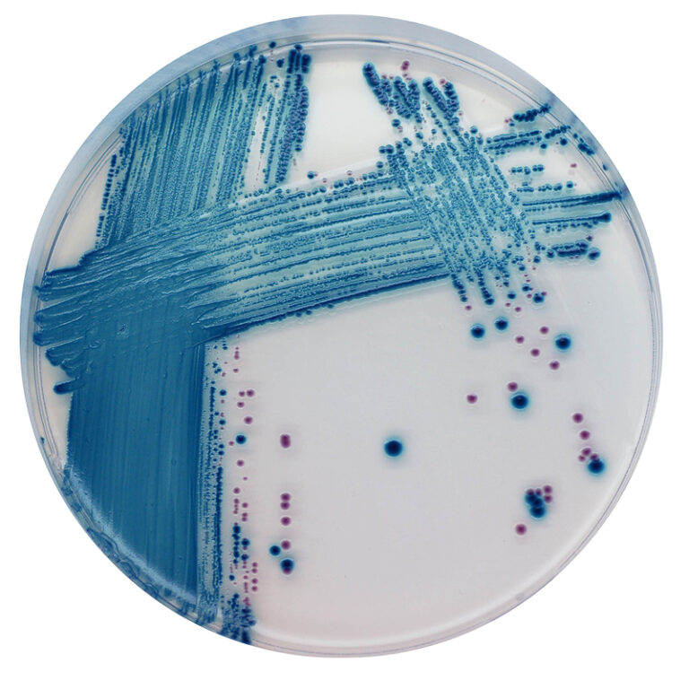 CHROMagar™ STEC - Biolife Cromogeni