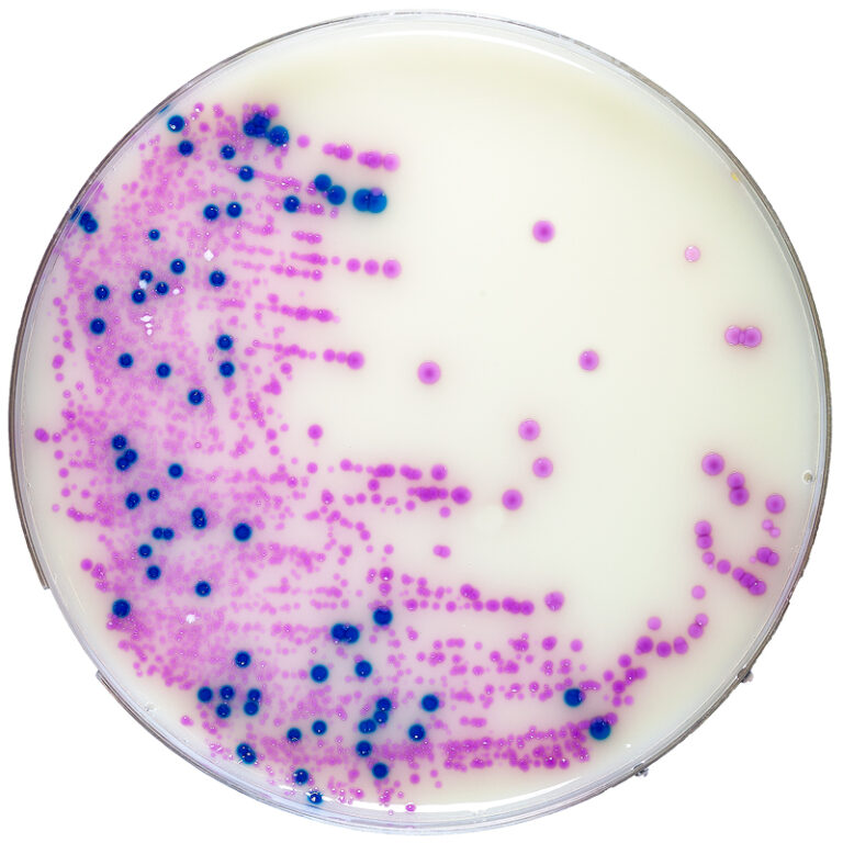 CHROMOGENIC STREPTO B - Biolife Cromogeni