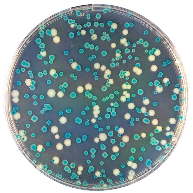 TRYPTONE BILE X - GLUCURONIDE (TBX) AGAR - Biolife Cromogeni