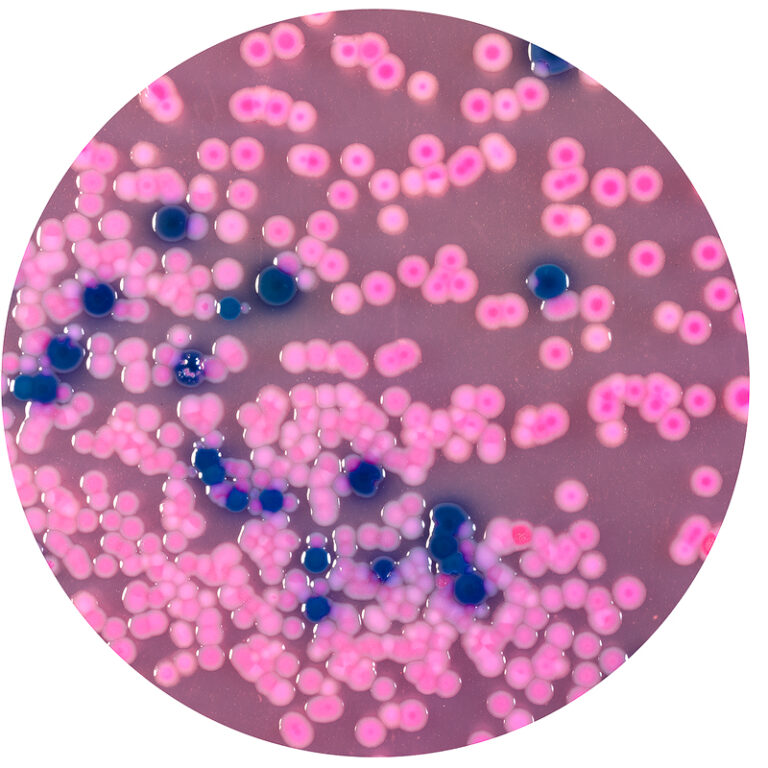 CHROMOGENIC YERSINIA AGAR - Biolife Cromogeni