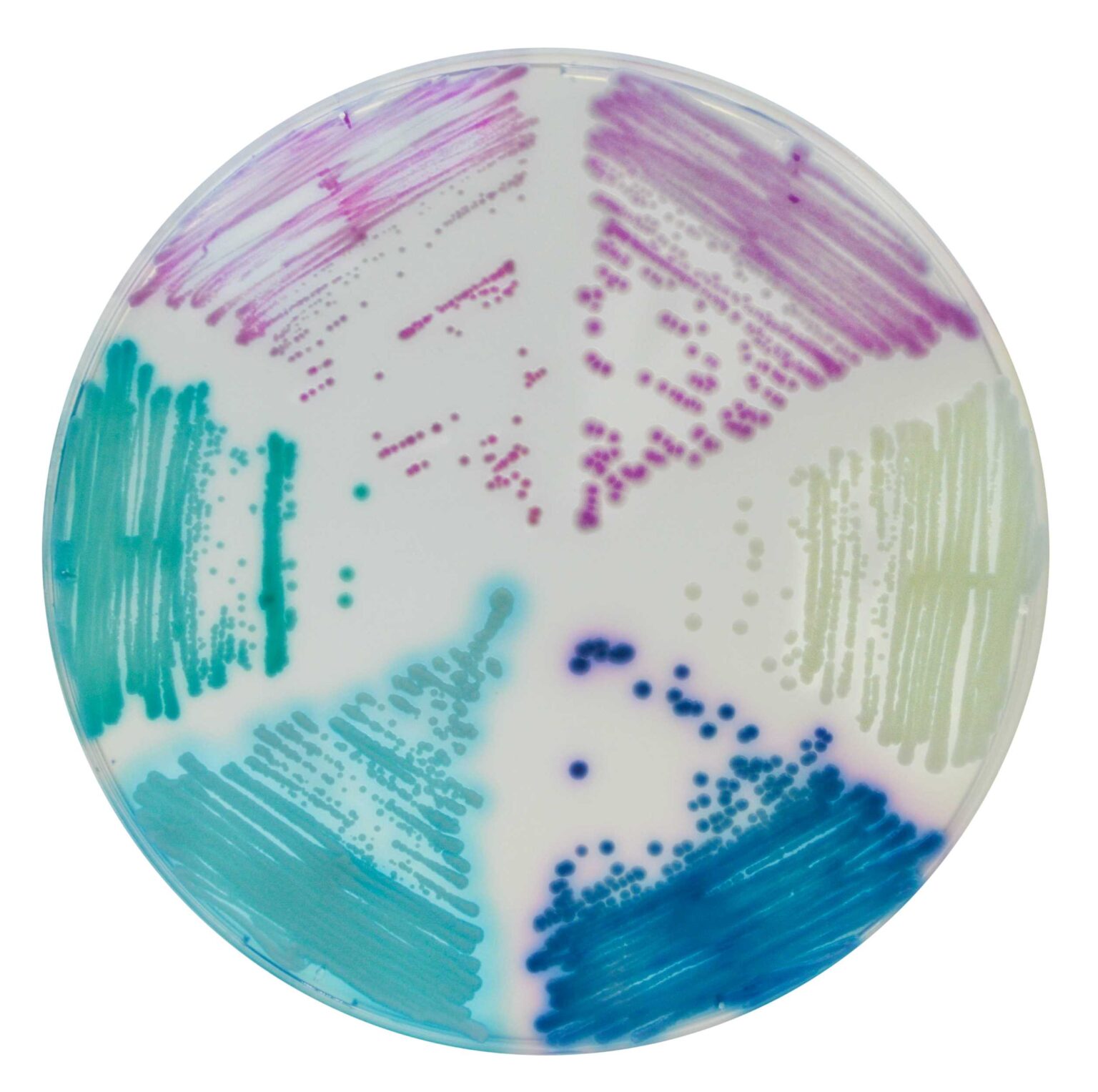 CHROMagarTM/COLOREX CANDIDA PLUS - Biolife Cromogeni